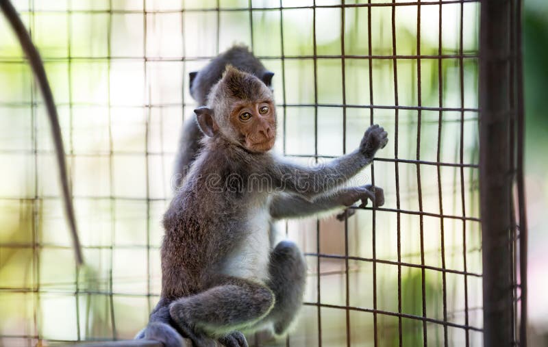 Two young monkeys at cage stock photo. Image of fauna - 153112982