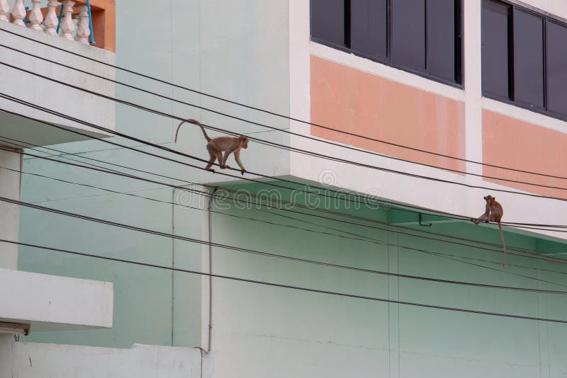 Two Monkeys Walking on Electric Line by the City House. Stock Image ...