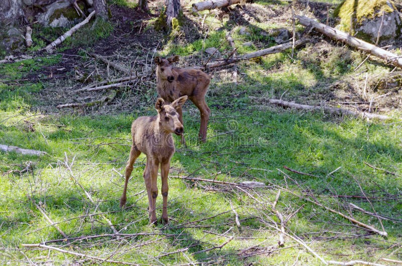 Two young moose stock image. Image of adult, skin, animal - 121796393