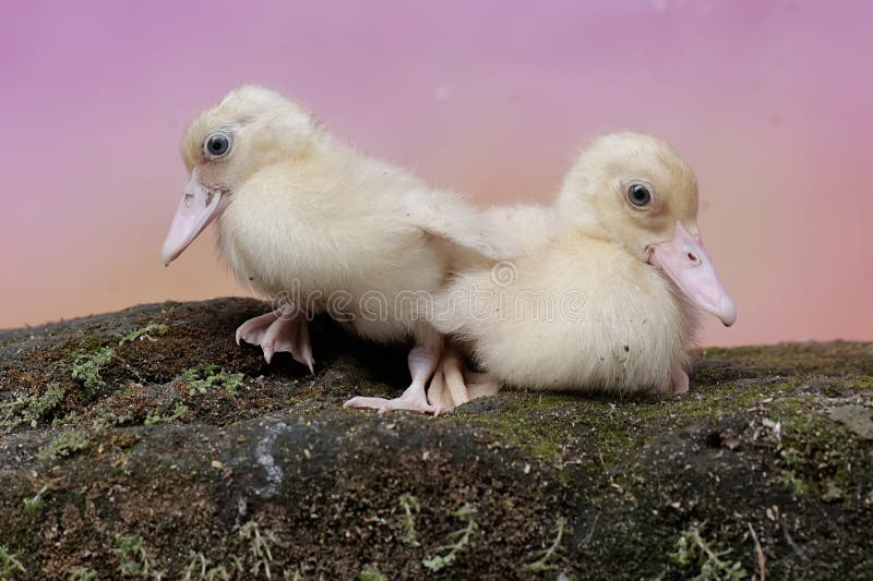 Two Young Muscovy Ducks Resting on a Rock Overgrown with Moss. Stock ...