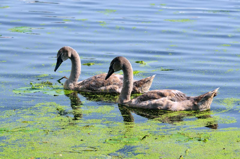 Two young mute Swan stock image. Image of bird, gray - 51122533