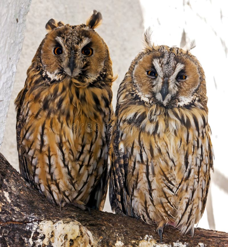 Two young owls closeup stock image. Image of looking - 250540835