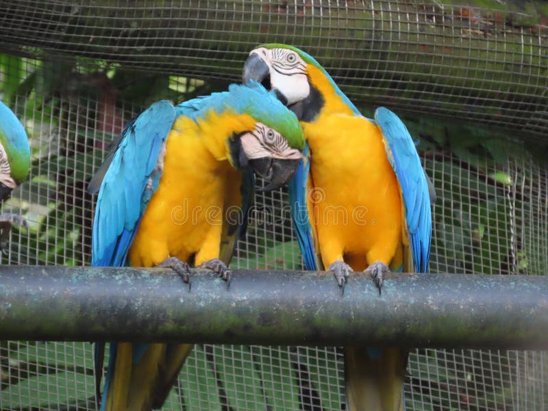 Two Young Parrot Loving Each Other Stock Image - Image of finch, young ...