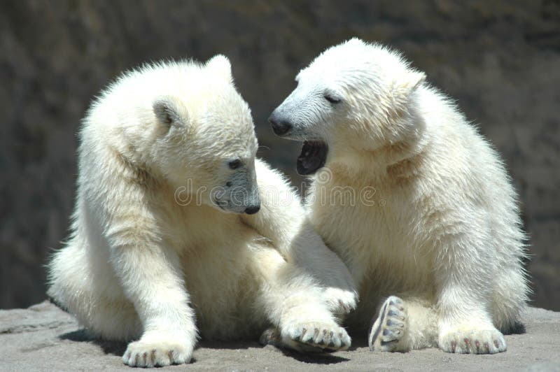 Two Young Polar Bears Playing Stock Photo - Image of bear, happy: 21114662