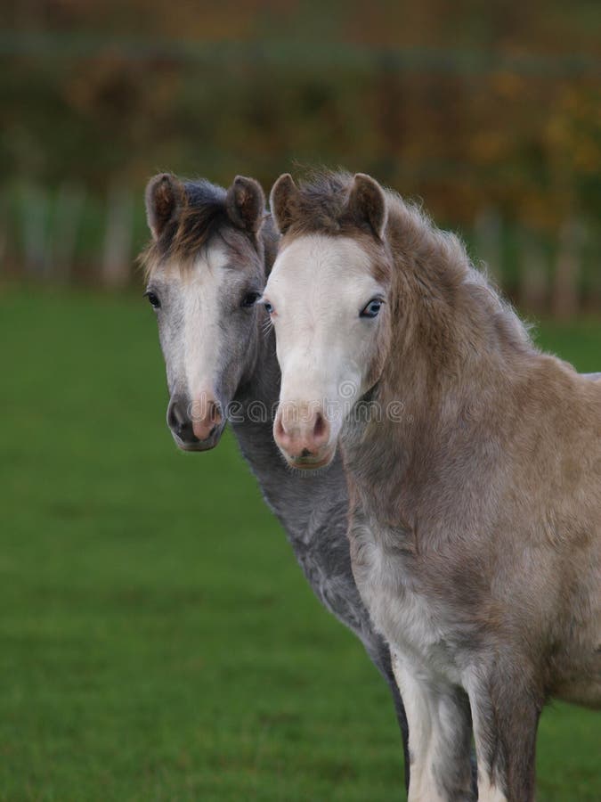 Two Young Ponies stock image. Image of meadow, pony - 174289229
