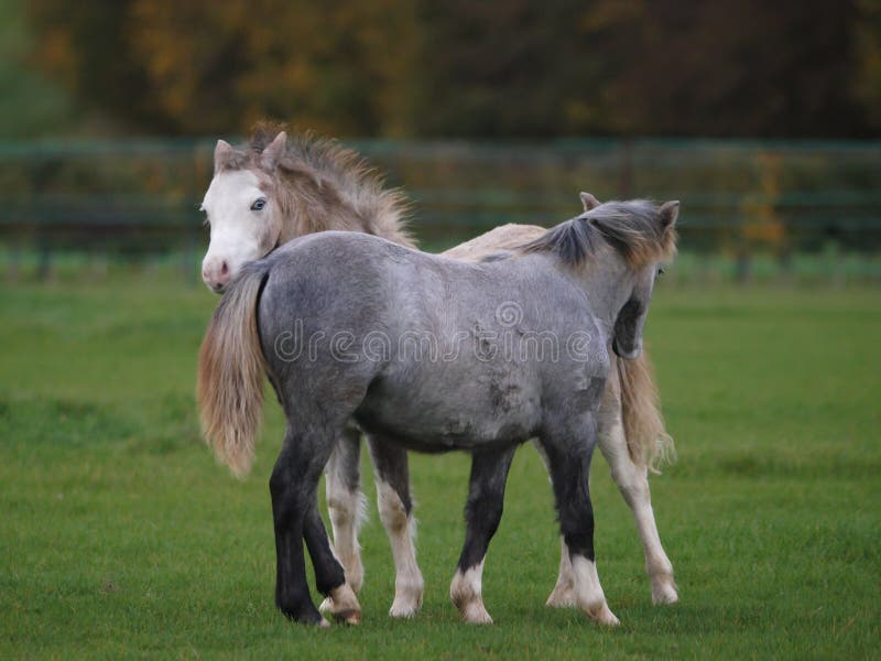 Two Young Ponies stock image. Image of running, grass - 173932035