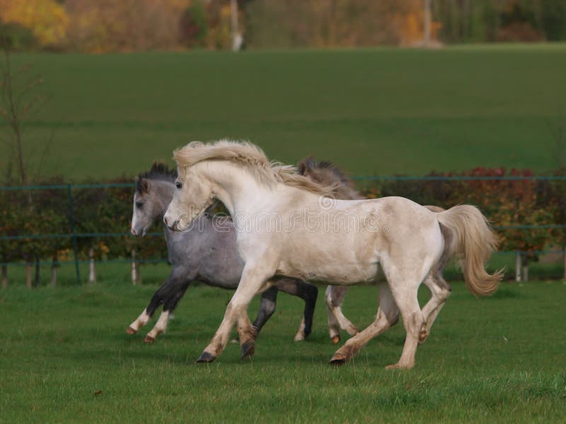 Two Young Ponies stock photo. Image of mountain, ponies - 173940626