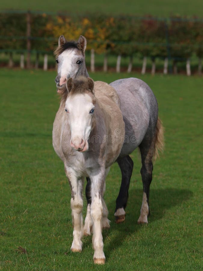 Two Young Ponies stock photo. Image of foal, riding - 173940752