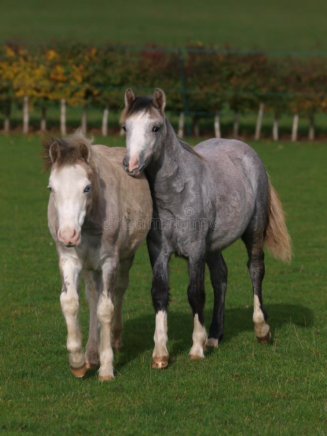 Two Young Ponies stock image. Image of mountain, field - 173940945