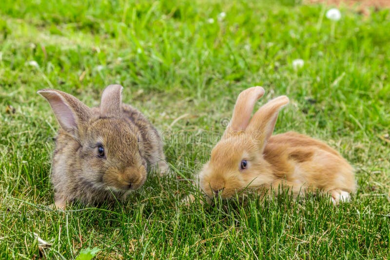 Two young rabbits stock image. Image of look, cony, field - 93667395