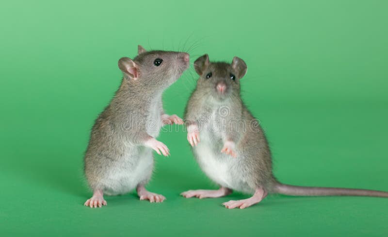Two rats stock photo. Image of gray, animals, cute, mouse - 3551328