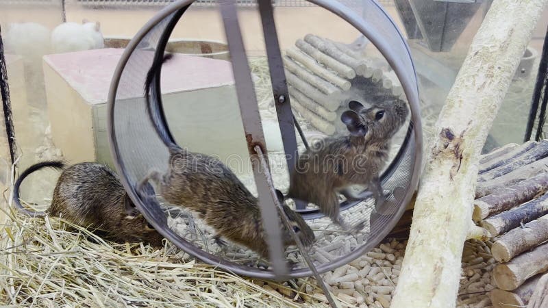 Two Young Rats Running in a Running Wheel in a Cage, Slow Motion Stock ...