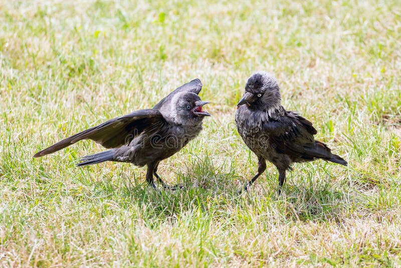 Two Young Ravens in a Park on the Grass during a Fight_ Stock Photo ...