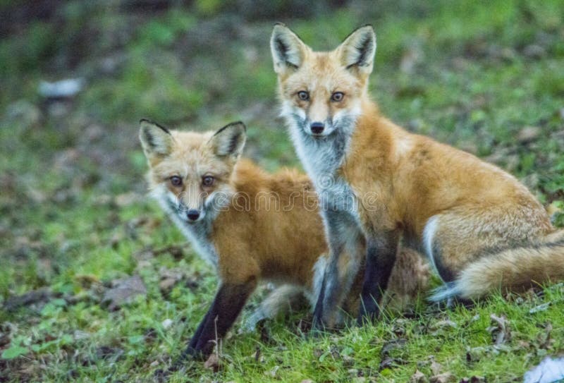 Two Young Red Fox Stare at the Camera Noise. Stock Photo - Image of ...