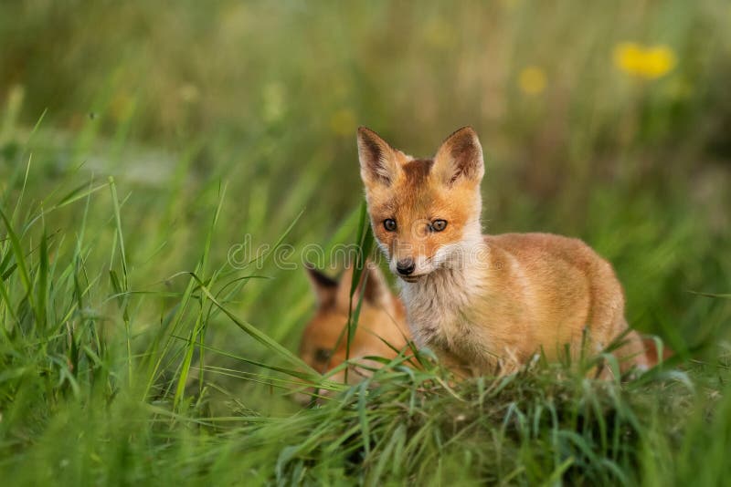 Two Young Red Foxes in Grass on a Beautiful Light Stock Photo - Image ...