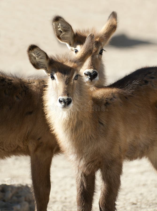 Two young Red Lechwe stock image. Image of belly, young - 21651321