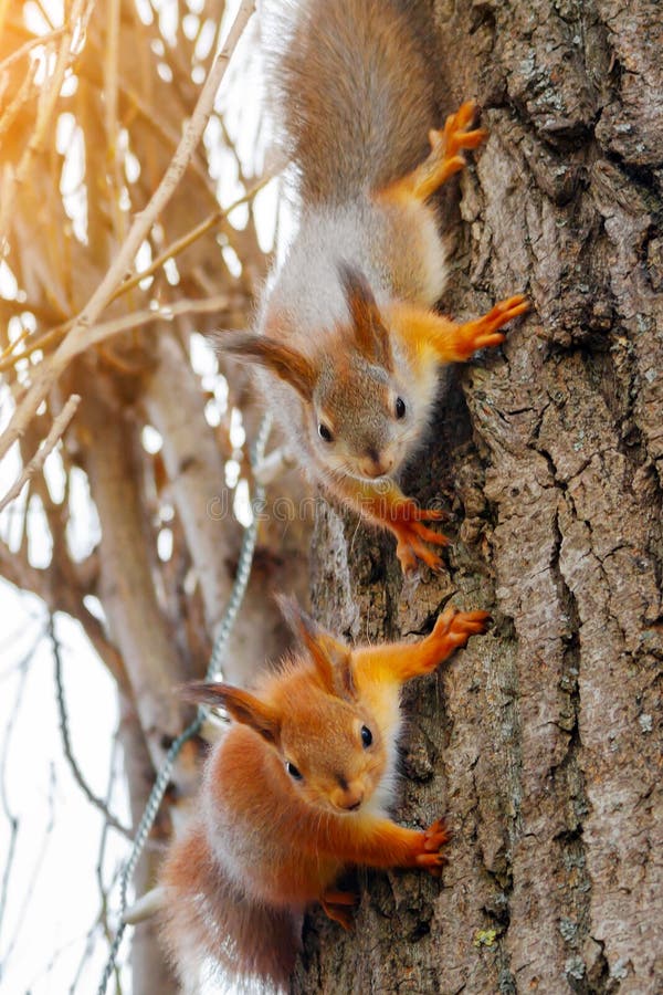Red Squirrels - Mom and Two Young Squirrels on a Tree Trunk . Sciurus ...
