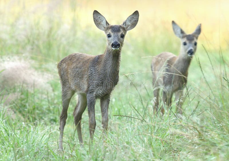 Baby Roe Deer Stock Images - Download 1,649 Royalty Free Photos