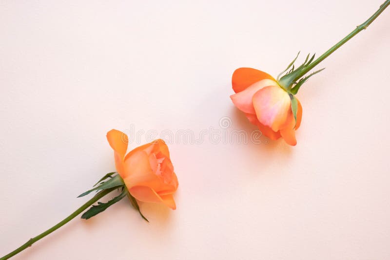 Two Young Roses Lie on a Background Stock Image - Image of flora ...