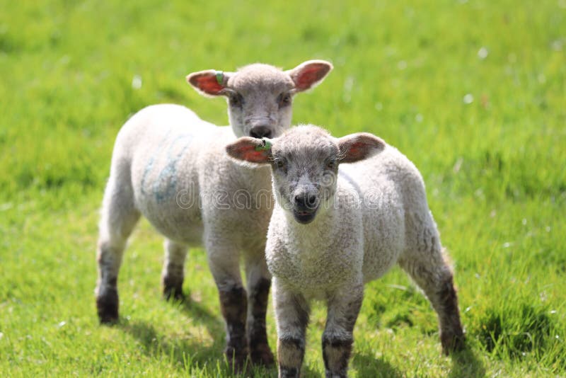 Two Young Shropshire Sheep Standing on a Green Grass Stock Photo ...