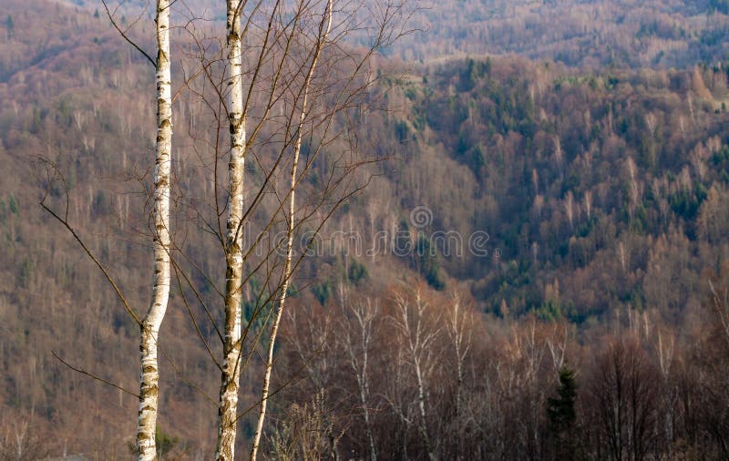 Two Young Slim Birch Tree on Forest Background Stock Image - Image of ...