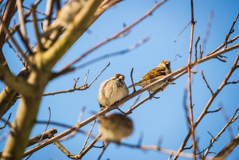 Two Young Sparrows Sitting on the Branch - One Bringing Heart Shape in ...