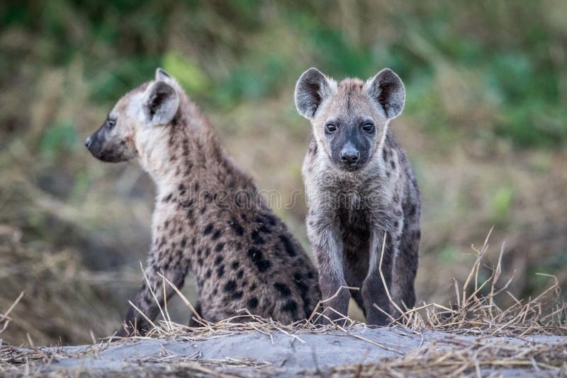 Young Spotted Hyena Starring At The Camera. Stock Photo - Image of ...