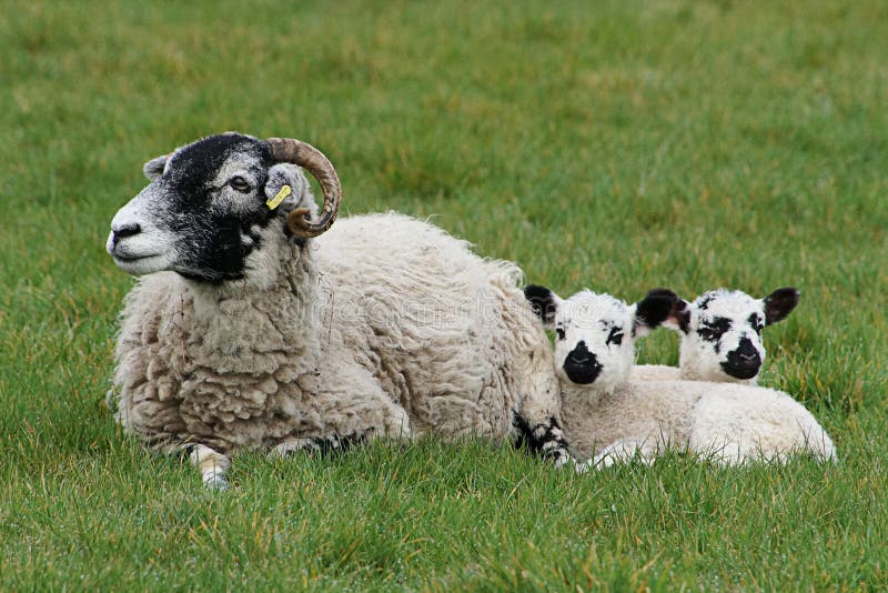 Spring lambs stock photo. Image of lambs, farmers, agriculture - 24118248