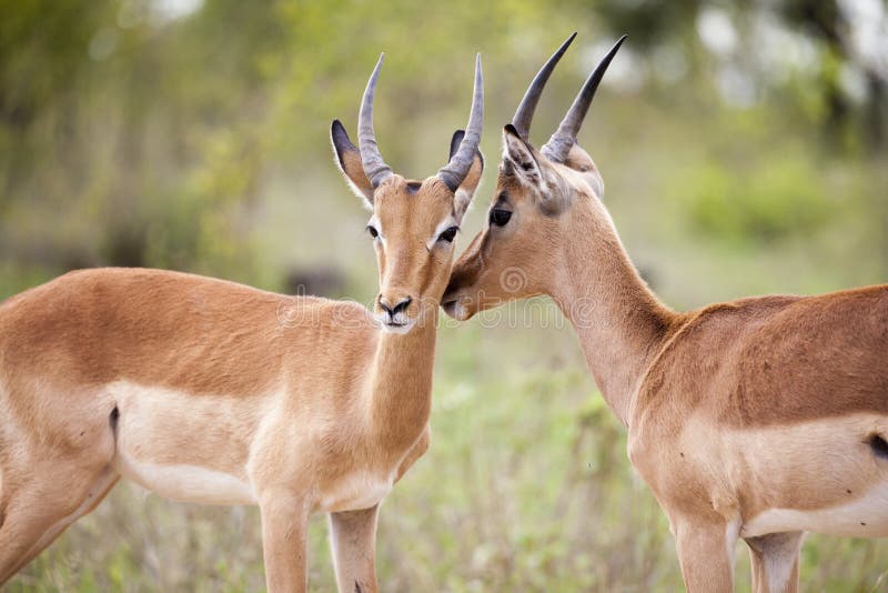 Two young springbuck stock image. Image of animal, herd - 206016793