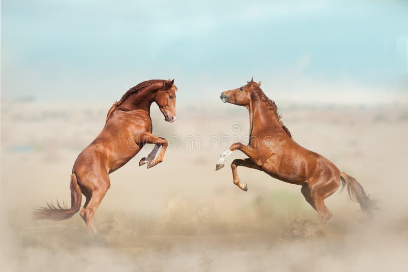 Two stallions stock image. Image of moving, light, grey - 11079719