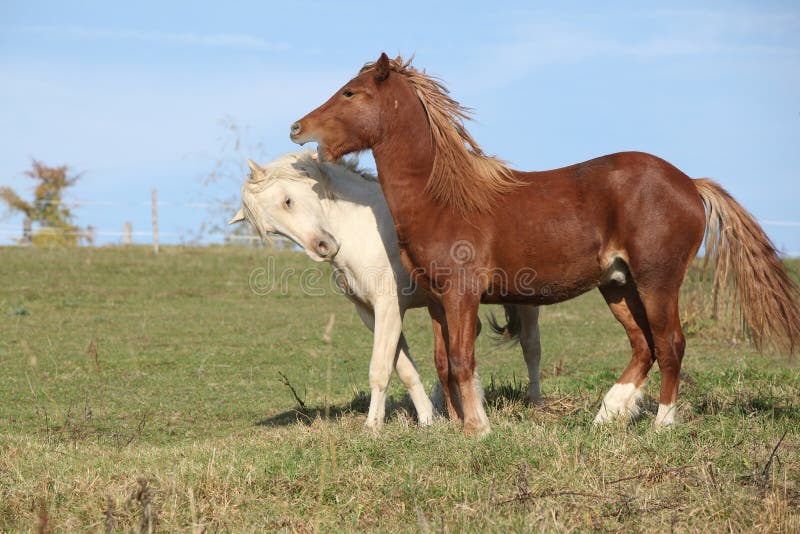 Two Young Stallions Playing Together Stock Photo - Image of graze ...