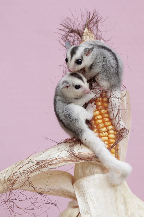 Two Young Sugar Gliders are Eating Corn Kernels Which are Ready To Be ...