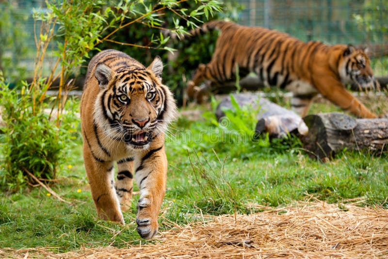Two Young Sumatran Tigers Running and Playing Stock Image - Image of ...