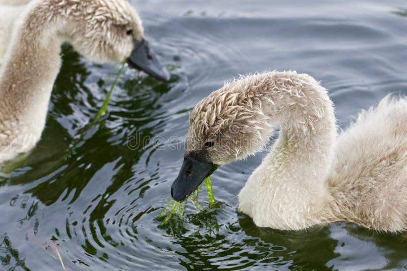 Two young swans are eating stock image. Image of birds - 57953889