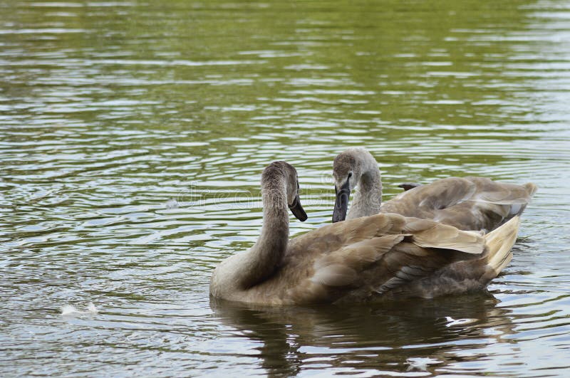 Two Young Swans on the Lake Stock Image - Image of animals, nature ...