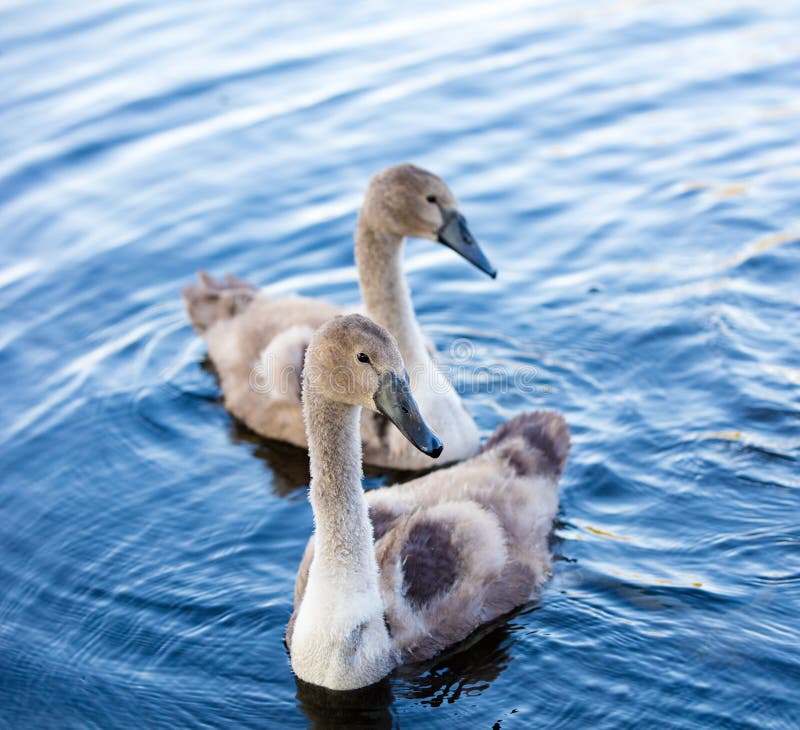 Young swans with parents stock photo. Image of ducklings - 31369624