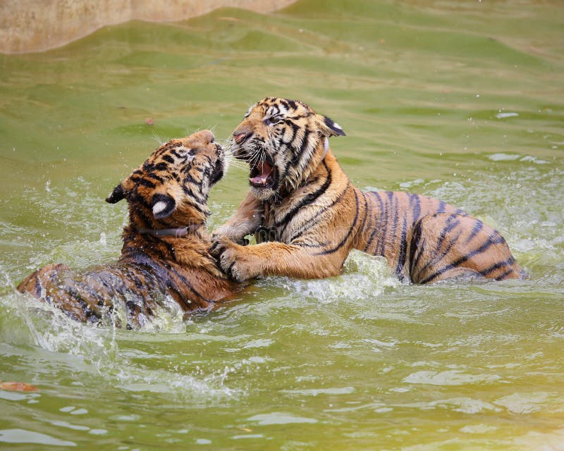 Two young tiger playing stock image. Image of elegant - 32939603