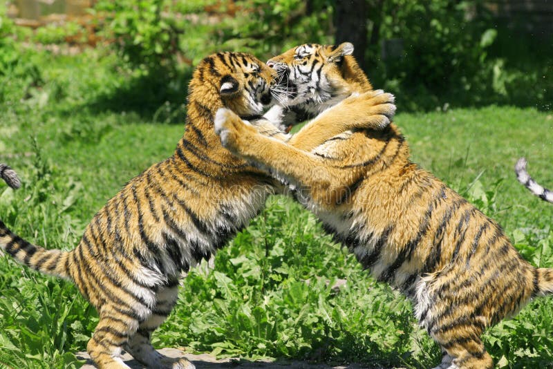 Two Young Tigers stock photo. Image of struggle, danger - 5372866