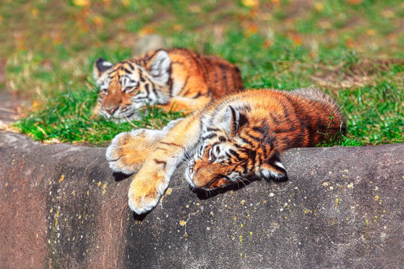 Two young tigers stock photo. Image of friends, cute - 267262354