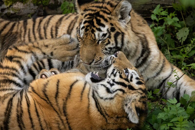 Two Young Tigers Play in the Forest of the Reserve in Close-up. Stock ...