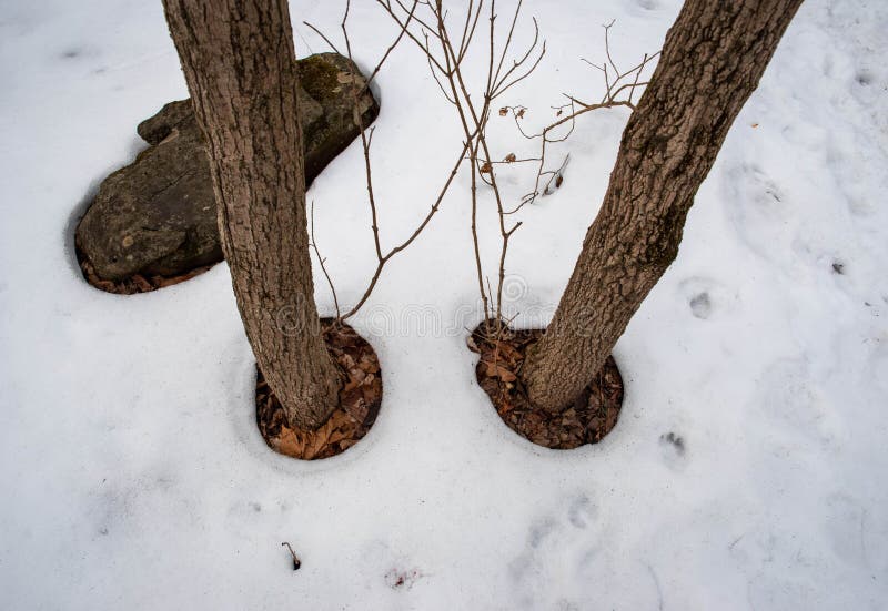 Two Young Trees in the Snow Stock Photo - Image of color, textured ...
