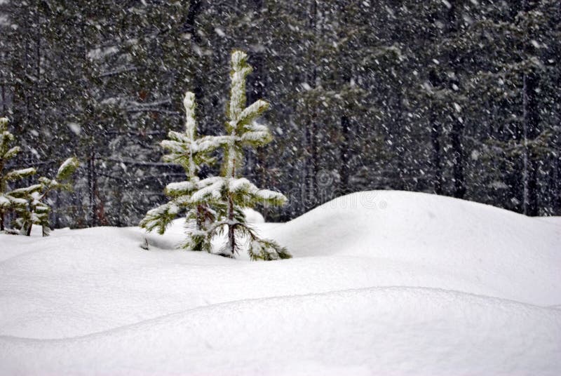 Two Young Trees in a Snowstorm Stock Photo - Image of snow, pine: 7643870