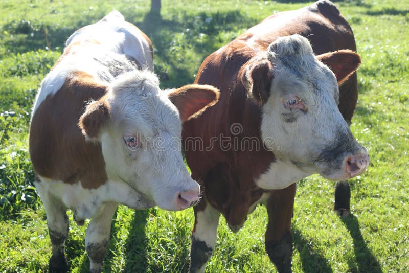 Two young twin cows stock photo. Image of adorable, field - 171240468