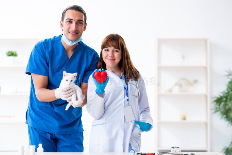 Two Young Vet Doctors Examining Sick Cat Stock Image - Image of check ...