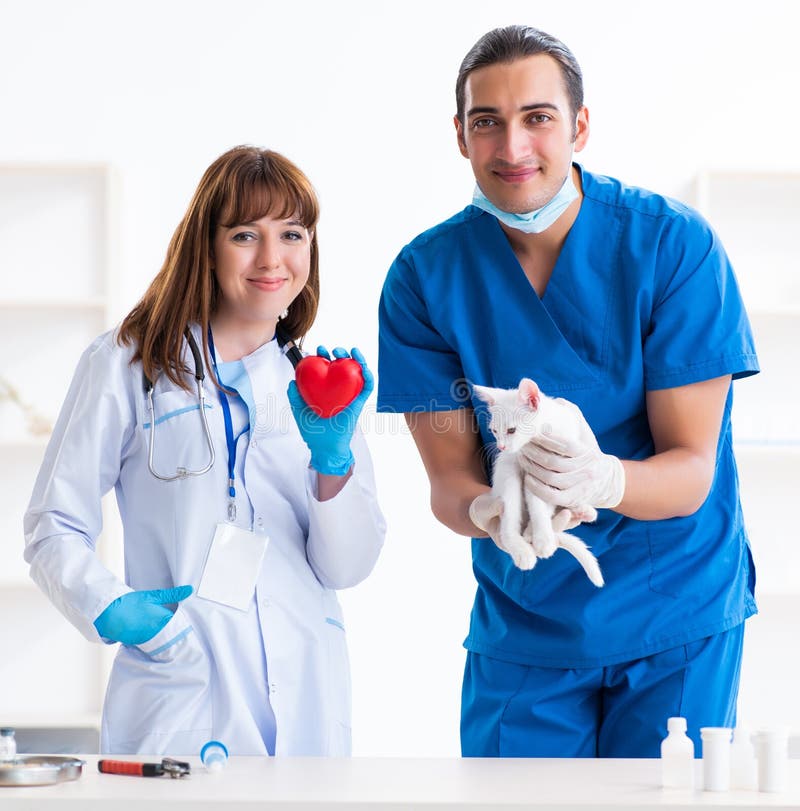 Two Young Vet Doctors Examining Sick Cat Stock Image - Image of looking ...