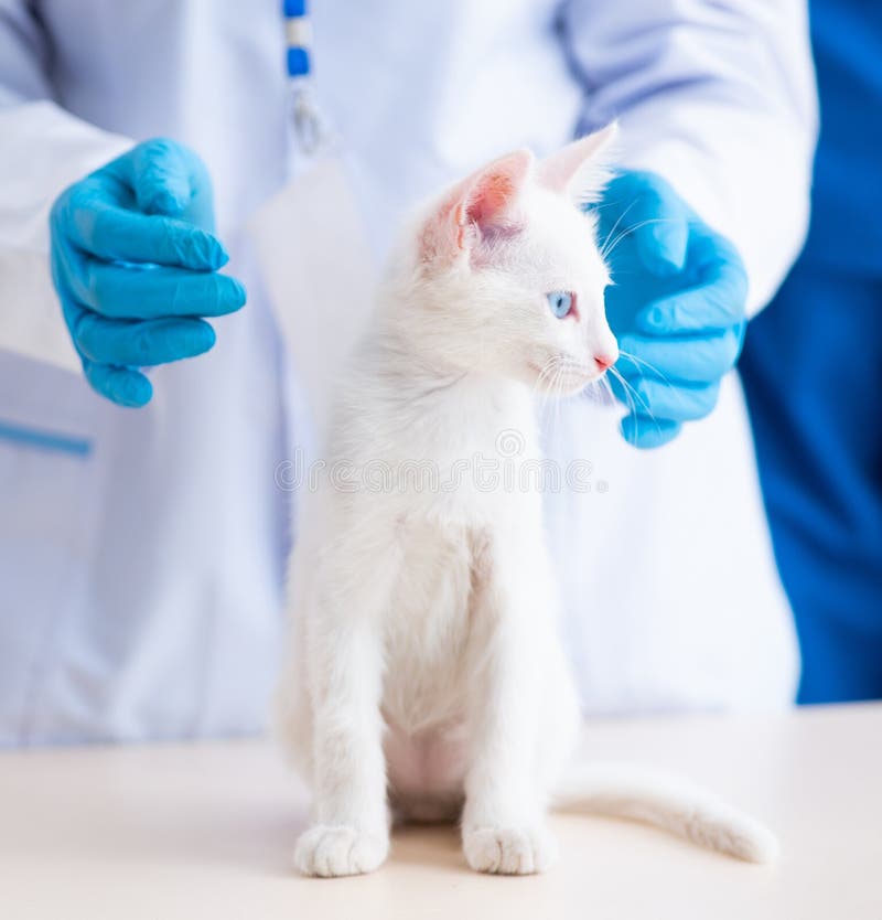 Two Young Vet Doctors Examining Sick Cat Stock Photo - Image of ...
