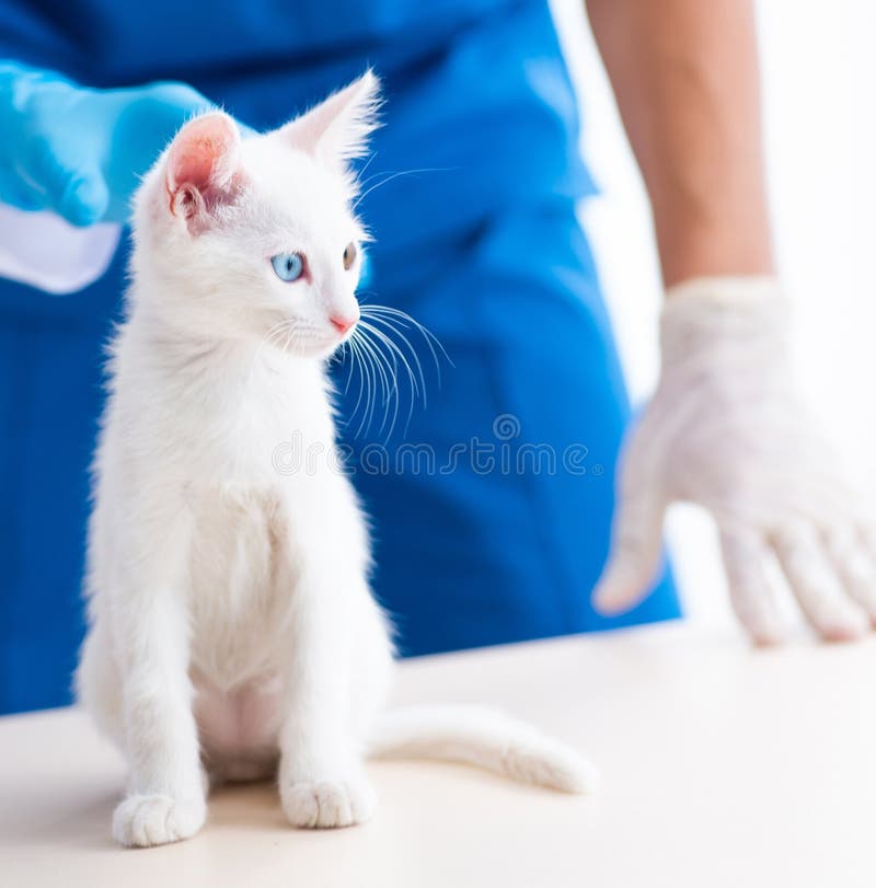 Two Young Vet Doctors Examining Sick Cat Stock Image - Image of cute ...