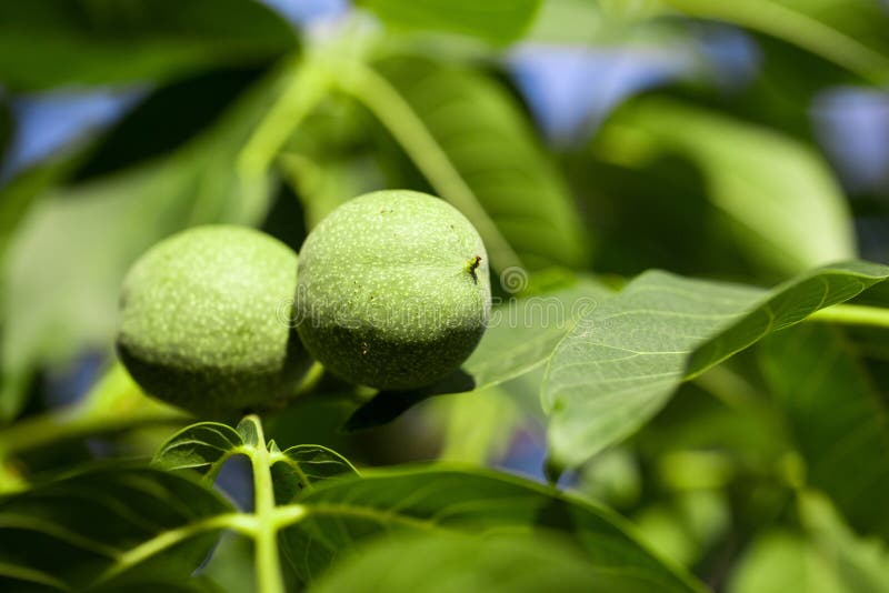 Two Young Walnuts Growing on a Tree Stock Image - Image of fresh, close ...