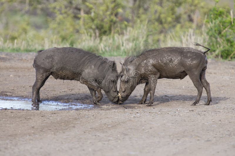 Young Warthogs stock image. Image of south, wildlife - 102980197