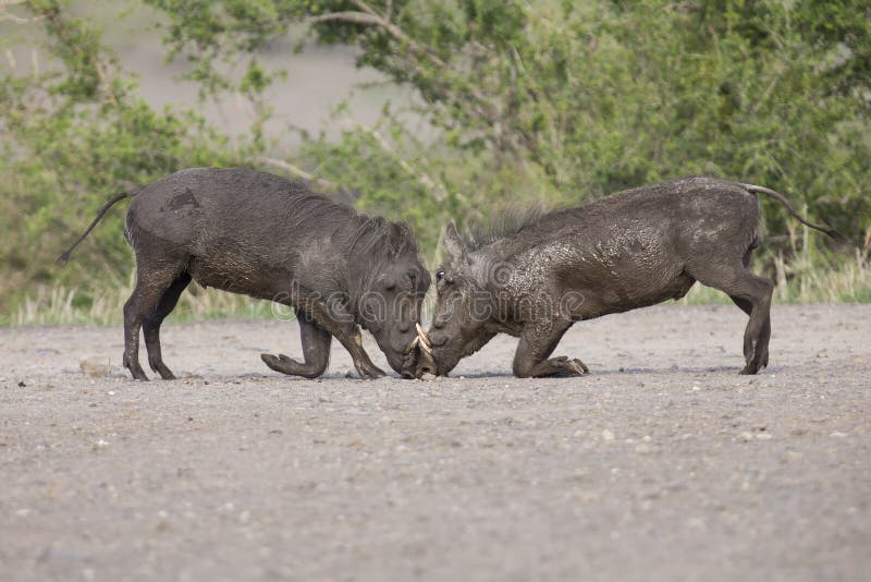 Two Young Warthogs Fight at Small Pond in a Road Stock Image - Image of ...